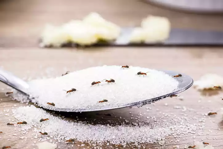 How To Get Rid of Ants in Your Kitchen | 9 Easy Steps