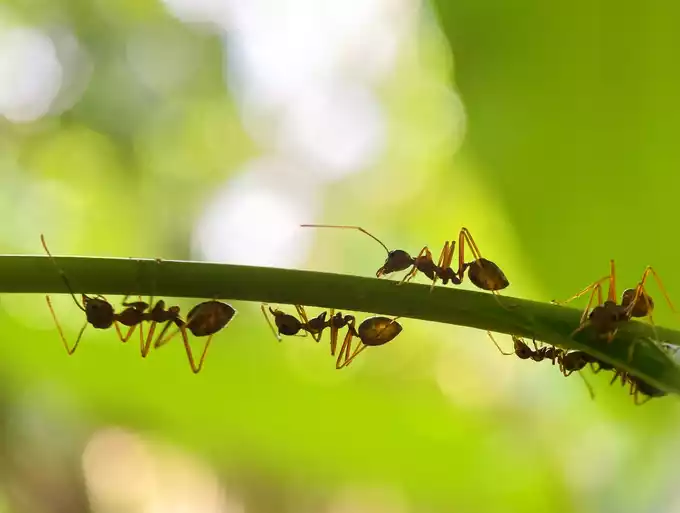 10 Most Common Types of Ants in Illinois | Picture Identification