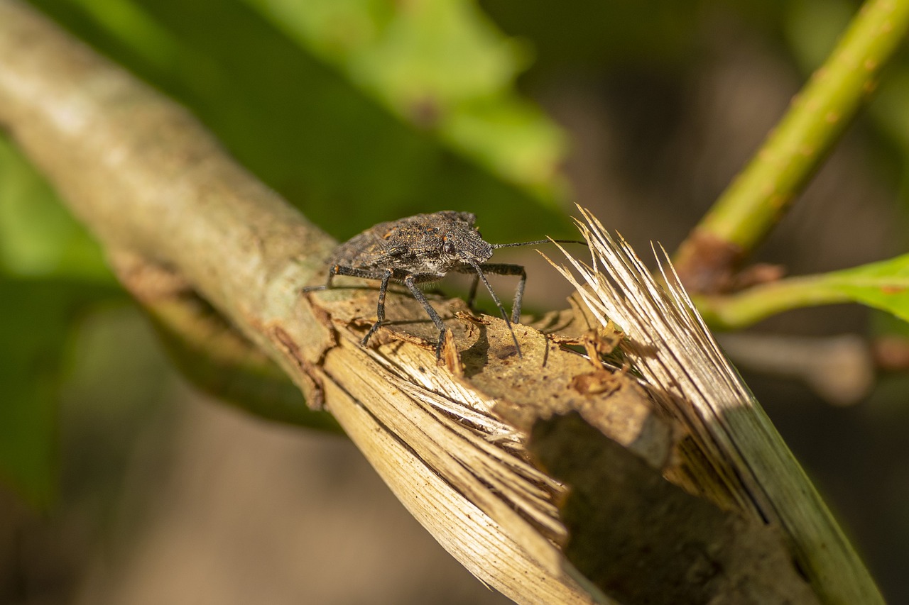 Brown Marmorated Stink Bugs in Kenosha | Wisconsin Stink Bugs
