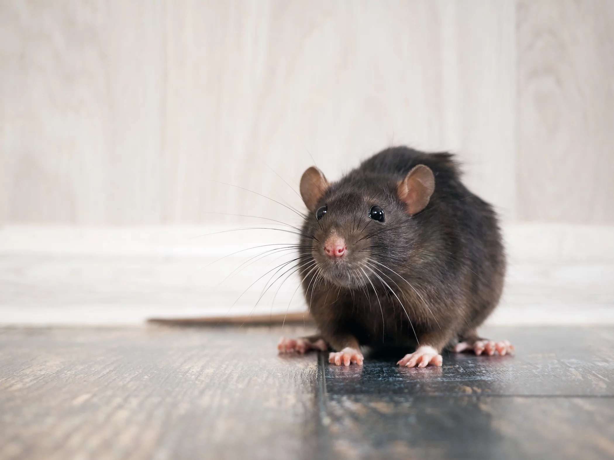 Common Rodents in Antioch, Illinois | A-Action Pest Control