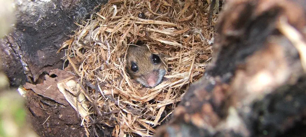 What Do Mouse Nests Look Like? | Picture Identification